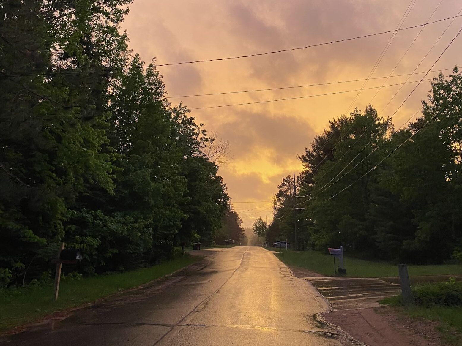 Getting To Know Trees – Creative Inquires with Teaching Artist, Jason ...